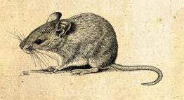 Fauna · Mamíferos·Centro de Interpretación de Villalar de los Comuneros